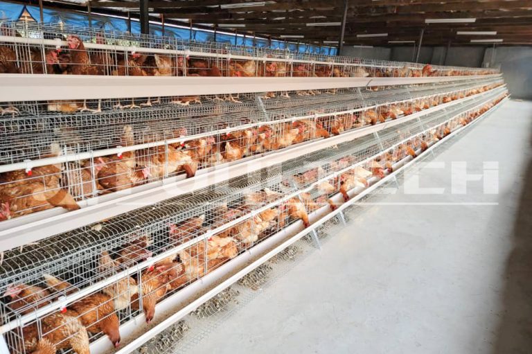 How to Choose The Type of Raising Equipment?-Henan Poul Tech Machinery ...